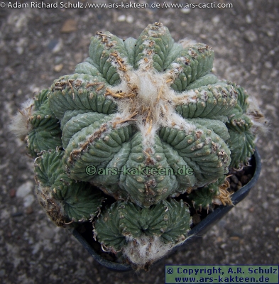 Bildergalerie: Aztekium ritteri - ars-kakteen.de Online-Shop