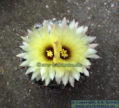 Bildergalerie: Coryphantha calipensis B - ars-kakteen.de Online-Shop