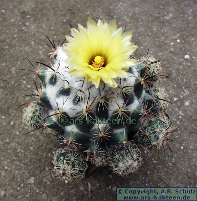 Bildergalerie: Coryphantha calipensis - ars-kakteen.de Online-Shop