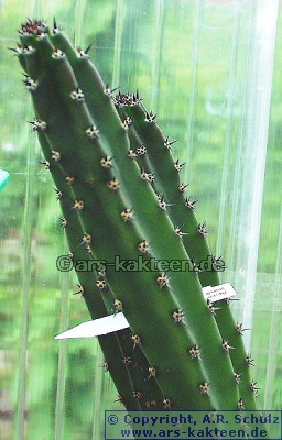 Bildergalerie: Harrisia (Eriocereus) jusbertii - ars-kakteen.de Online-Shop