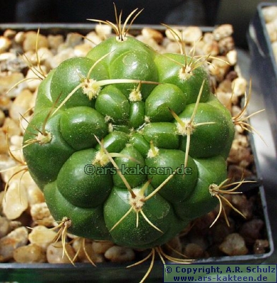 Picture Gallery: Matucana ritteri - ars-kakteen.de Online-Shop