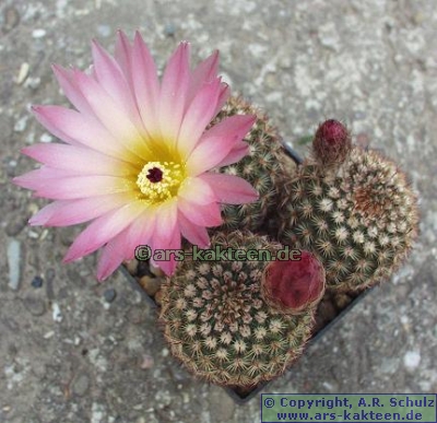 Bildergalerie: Notocactus rutilans - ars-kakteen.de Online-Shop