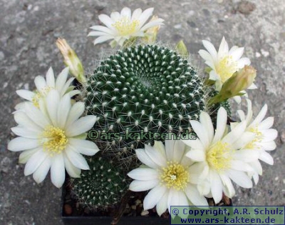 Bildergalerie: Rebutia krainziana hybrid - ars-kakteen.de Online-Shop